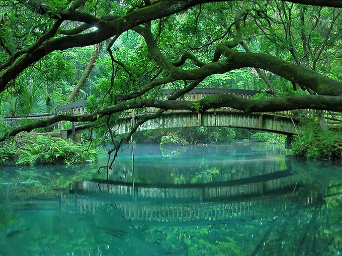 fern hammock springs 1