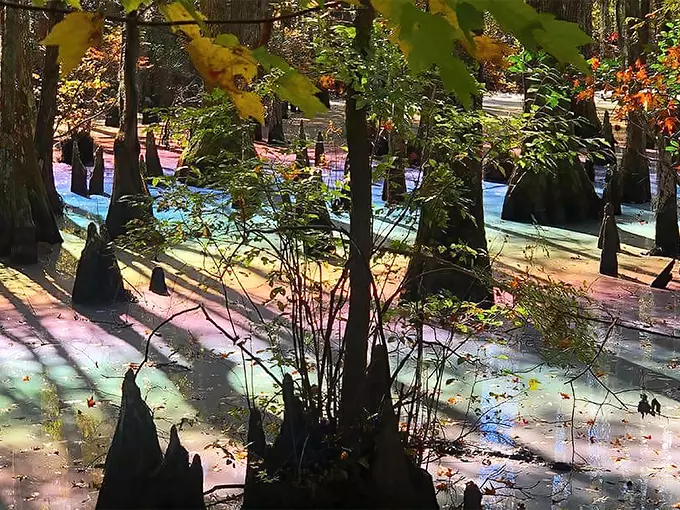 florida rainbow swamp 1
