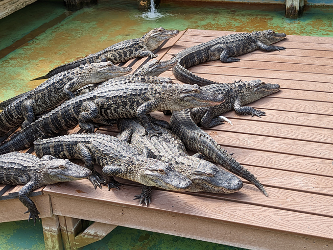 Gatorland 2