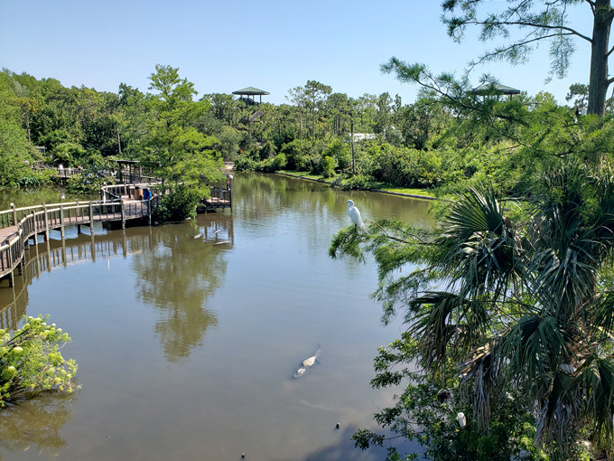 Gatorland 9