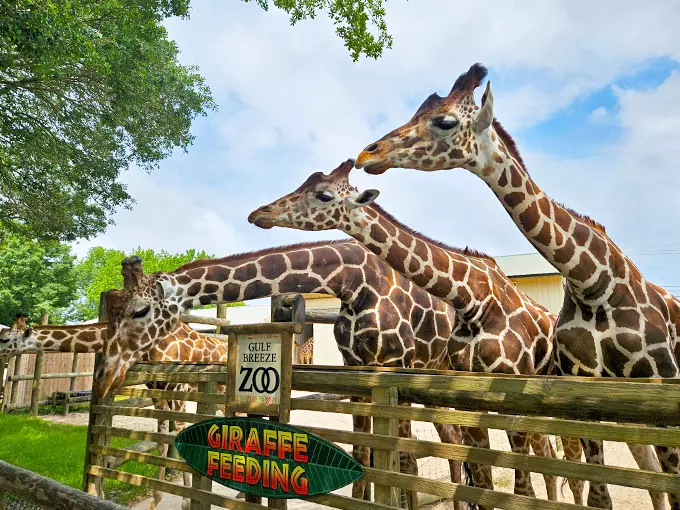 Gulf Breeze Zoo 1