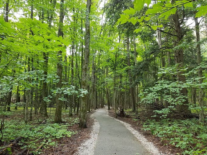 Hartwick Pines State Park 2