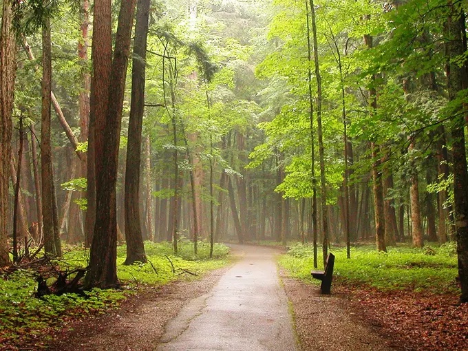 Hartwick Pines State Park 5
