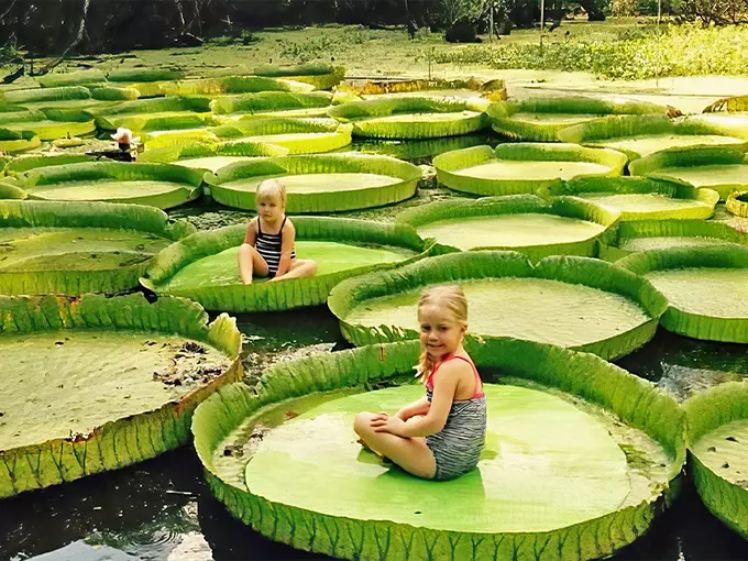 kanapaha botanical gardens 1
