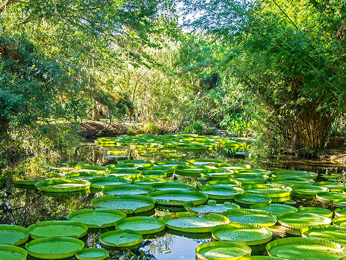 kanapaha botanical gardens 2