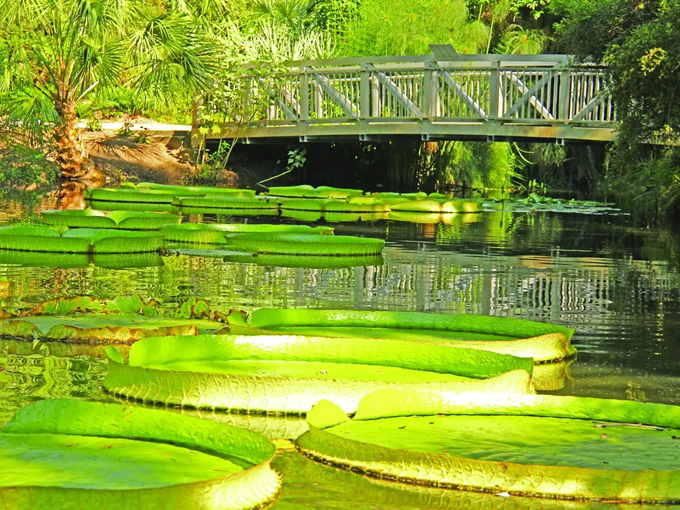 kanapaha botanical gardens 7