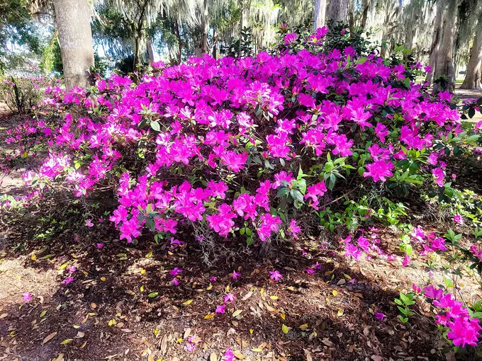 Kraft Azalea Garden 3