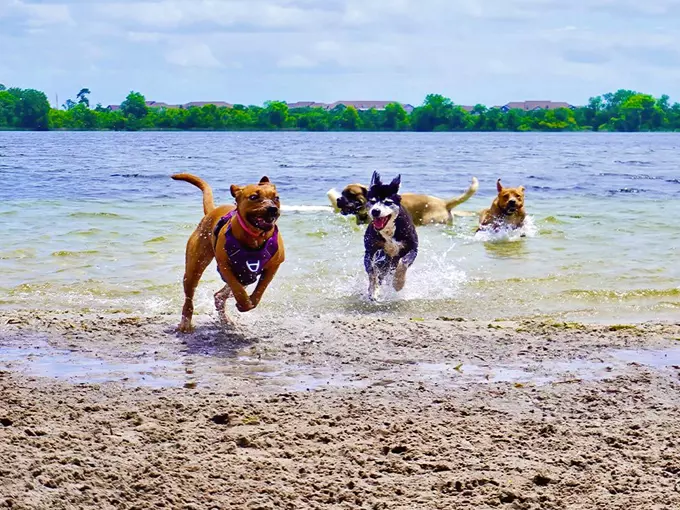 lake baldwin dog park 1