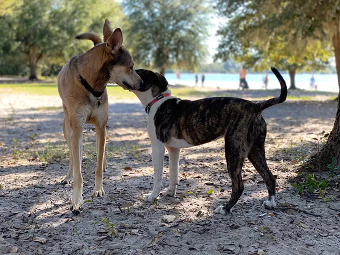 lake baldwin dog park 4