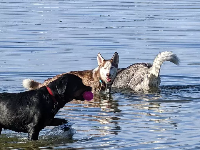 lake baldwin dog park 6