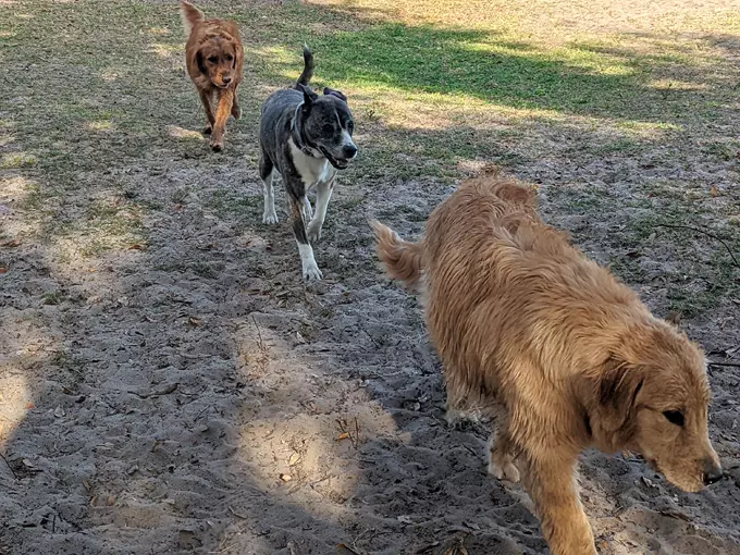 lake baldwin dog park 7