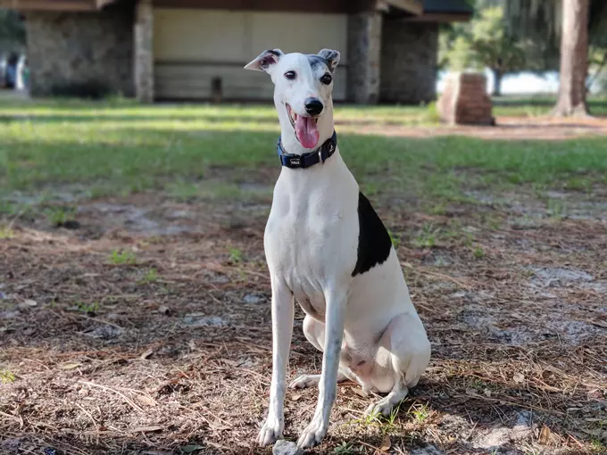 lake baldwin dog park 8