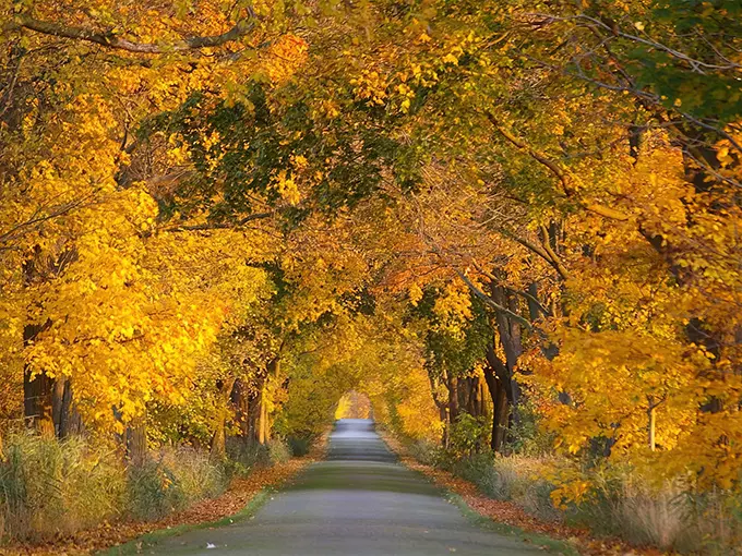 M-119 Tunnel of Trees 1