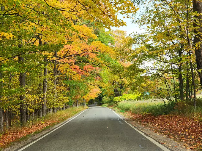 M-119 Tunnel of Trees 2