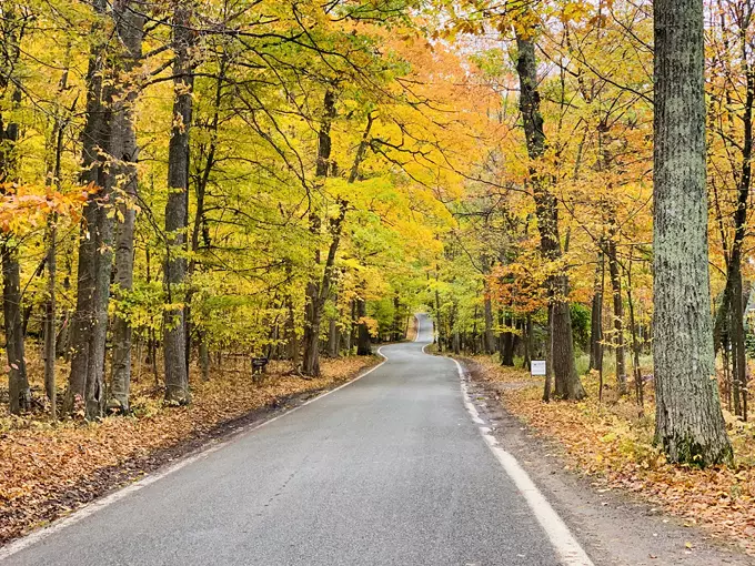 M-119 Tunnel of Trees 5