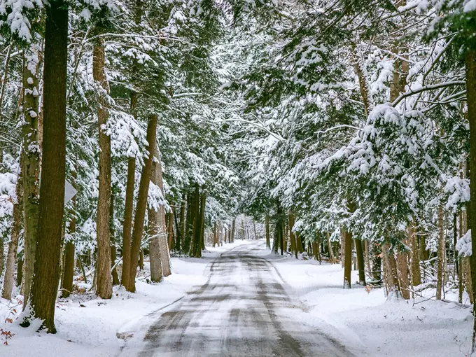 M-119 Tunnel of Trees 6