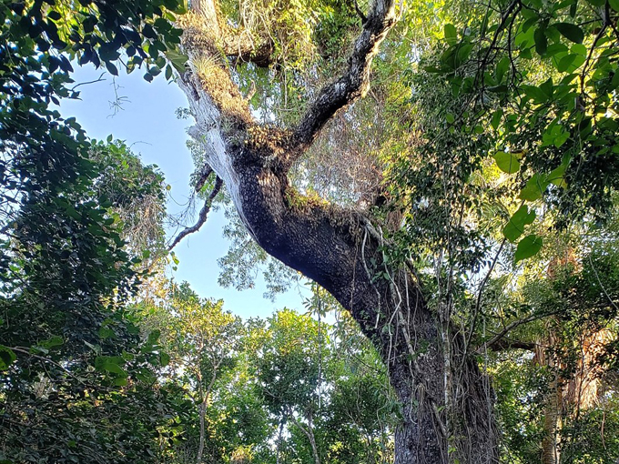 mahogany hammock trail 6