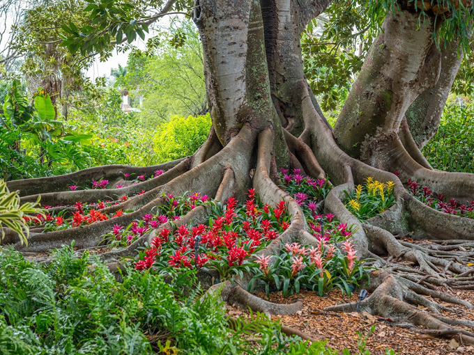 Marie Selby Botanical Gardens 3