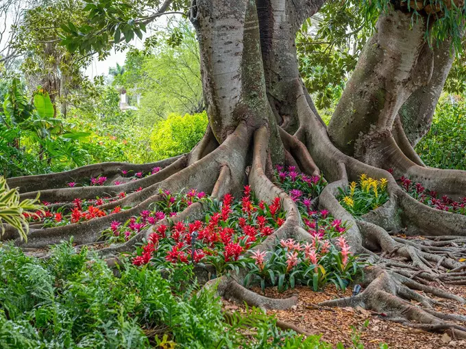 Marie Selby Botanical Gardens 3