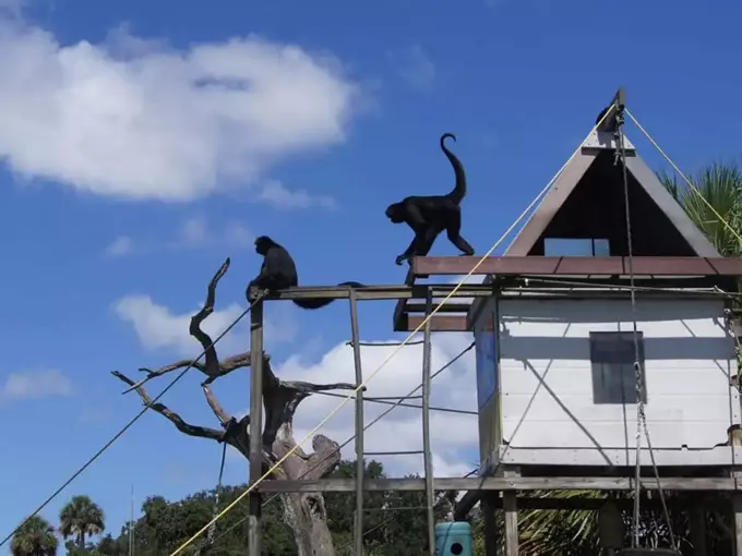 Monkey Island 4