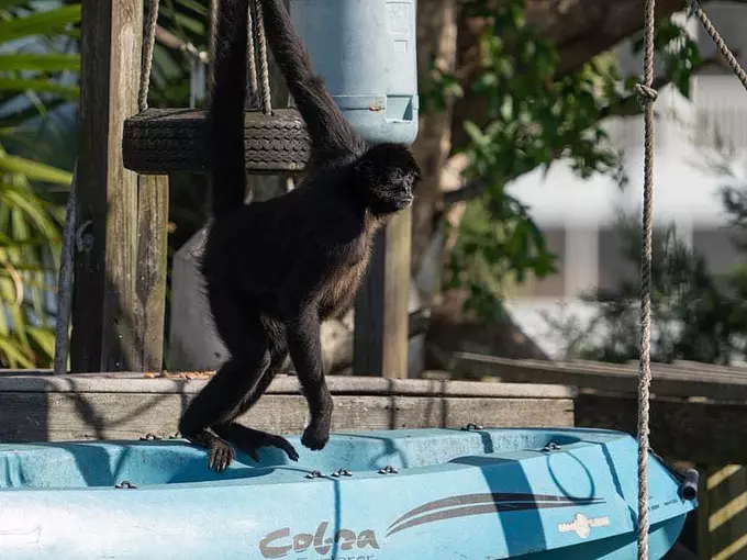 Monkey Island 5