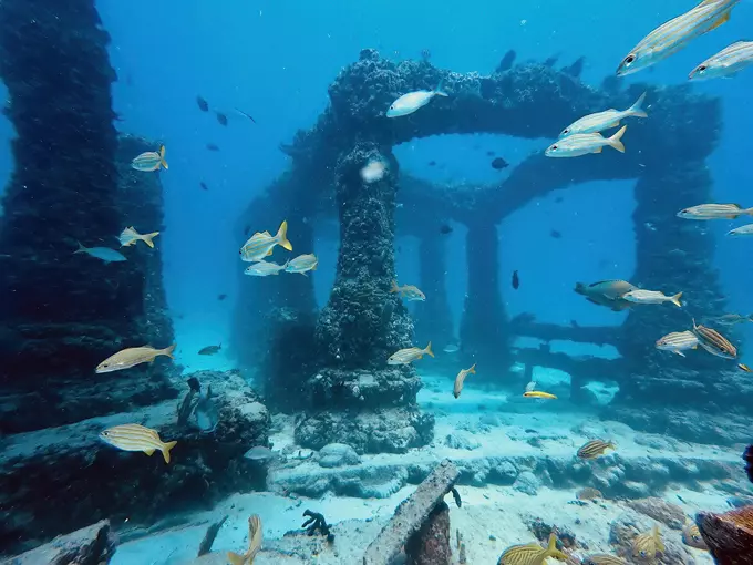 Neptune Memorial Reef 1