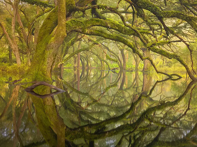 Oak Garden in Apalachicola National Forest (Sopchoppy)