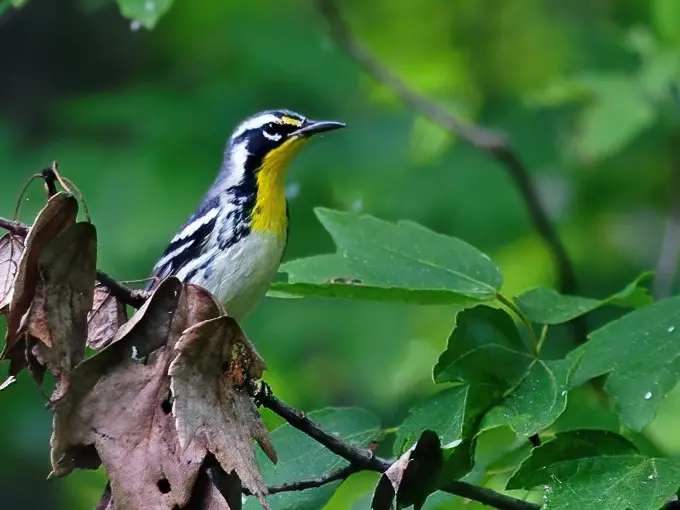 oakland nature preserve 5