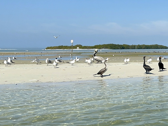 Shell Key Preserve 4