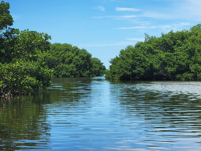 Shell Key Preserve 5