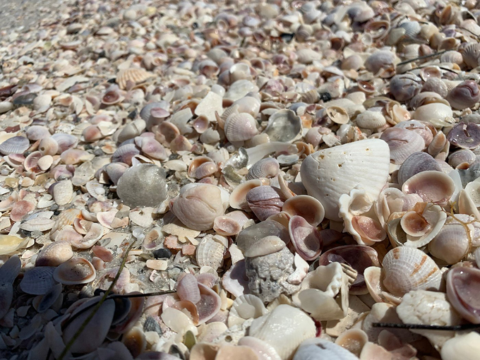 Shell Key Preserve 9