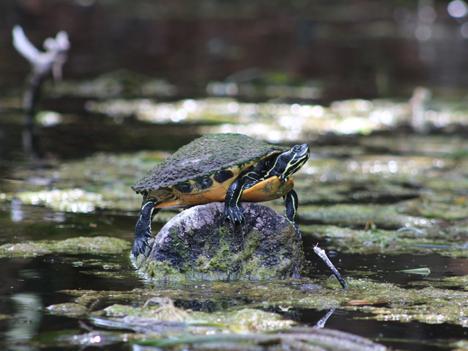 silver springs state park 5