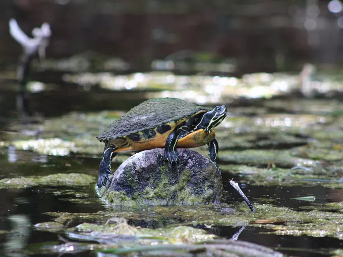silver springs state park 5