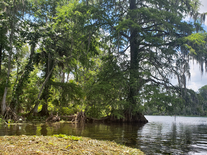 silver springs state park 6