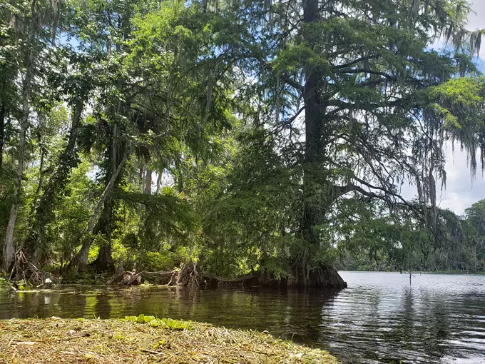 silver springs state park 6