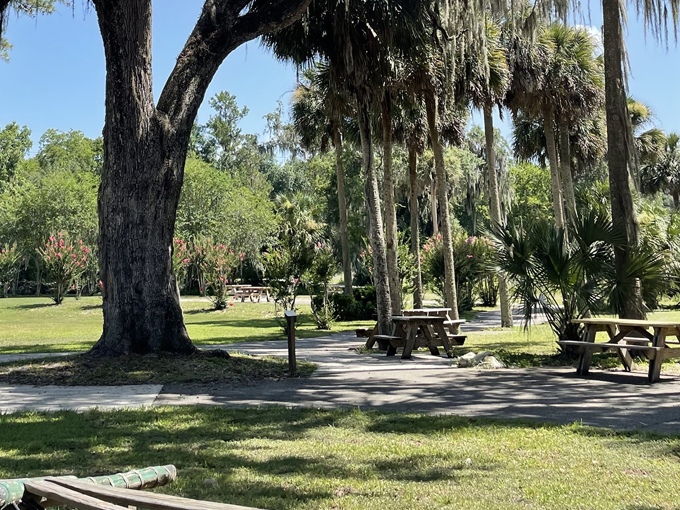 silver springs state park 7