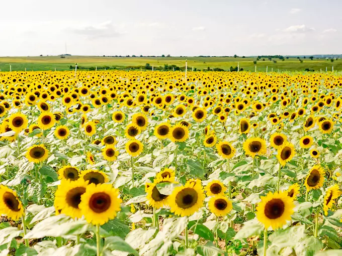 Southern Hill Farms (Clermont)