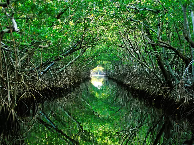 the everglades 1