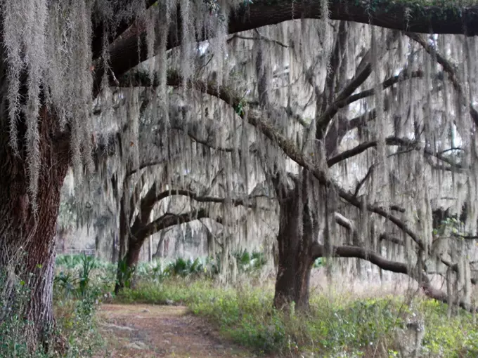 tuscawilla preserve 1