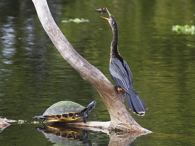 wakodahatchee wetlands loop 3