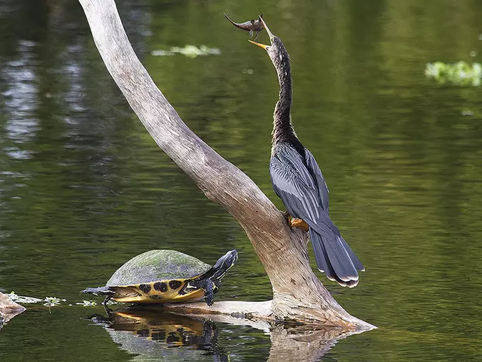 wakodahatchee wetlands loop 3