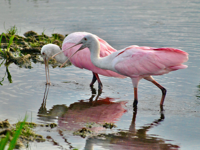 spoonbill 6