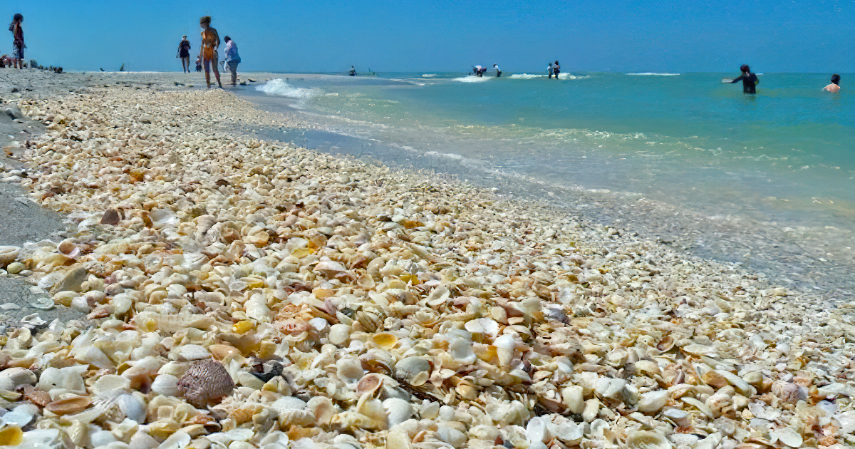 best seashell beach florida ftr