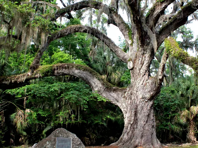 Bulow Creek State Park Fairchild oak 1