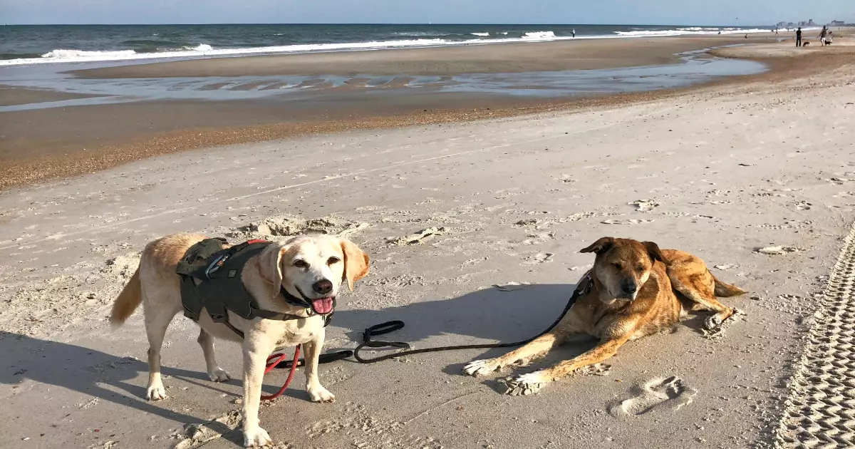 dog friendly florida beach ftr