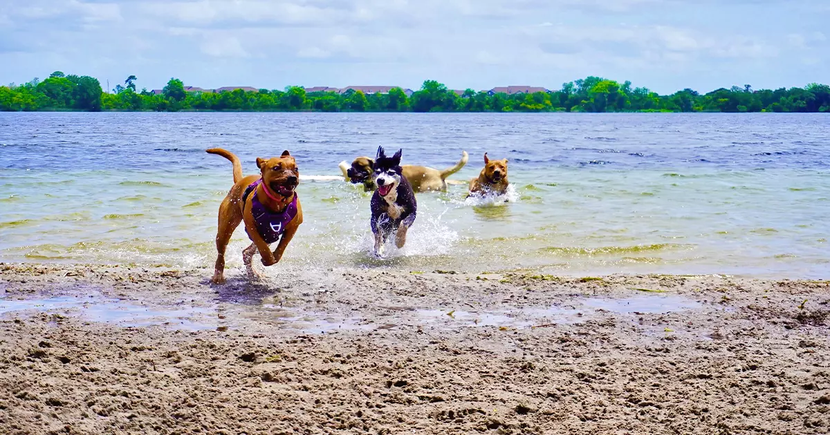 dog lakeside park florida ftr