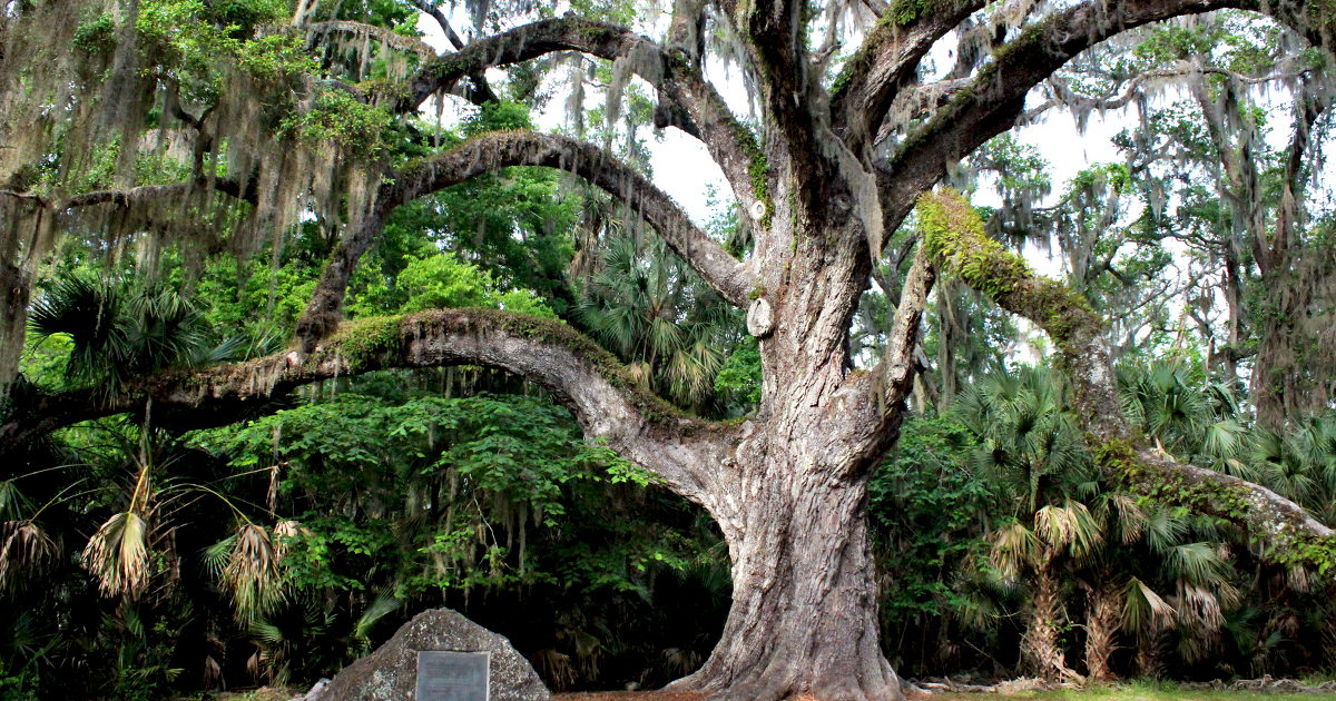 eerie oak tree florida ftr