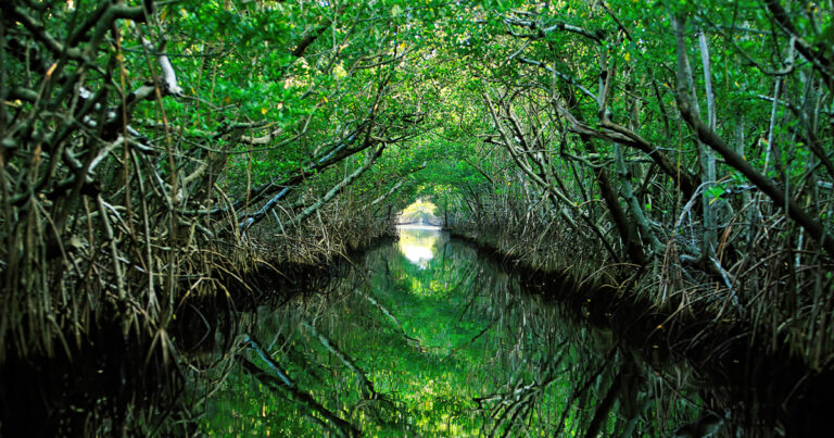 enchanting mangrove forests florida ftr