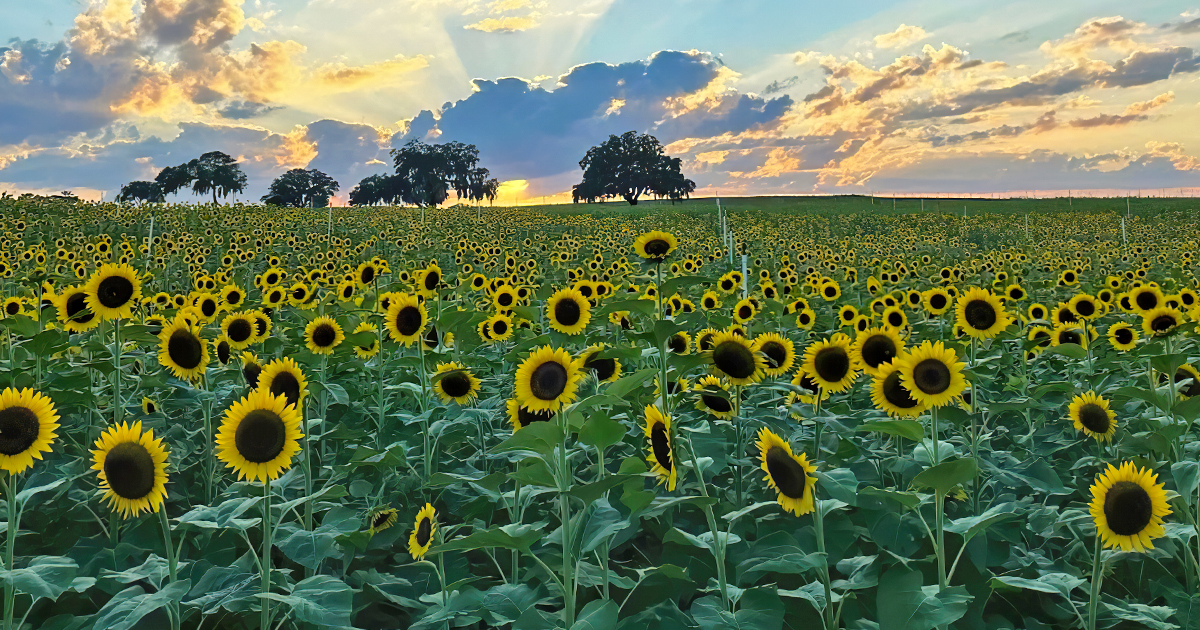 enchanting sunflower maze florida ftr