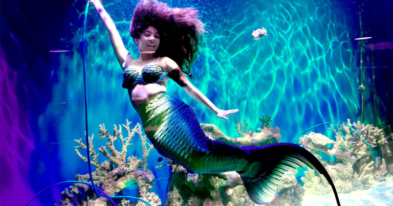 magical mermaid aquarium florida ftr